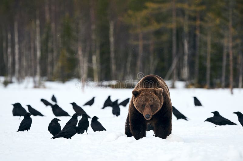 Brown bear among the crows stock photo. Image of crow - 133991956