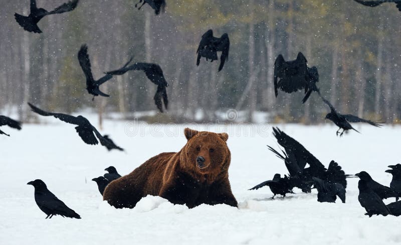 Brown bear among the crows stock photo. Image of forest - 155370484