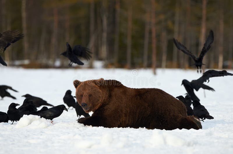 Bear Surrounded Crows Stock Photos - Free & Royalty-Free Stock Photos ...