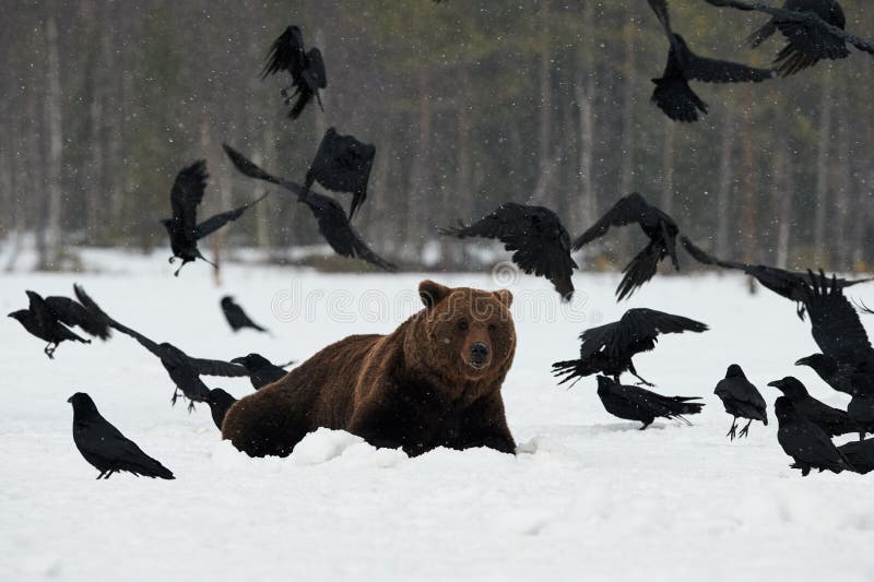 Brown bear among the crows stock image. Image of russia - 202111079