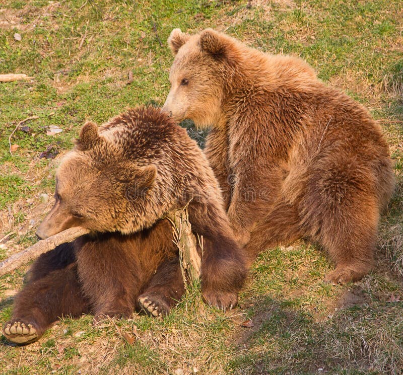 Brown Bear Cub In Bear Park, Bern, Switzerland Stock Image - Image of ...