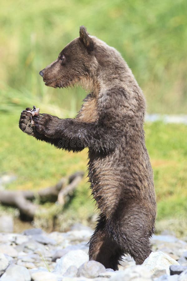 Brown Bear Cub with in His Front Paws Stock Photo - Image of alaska ...