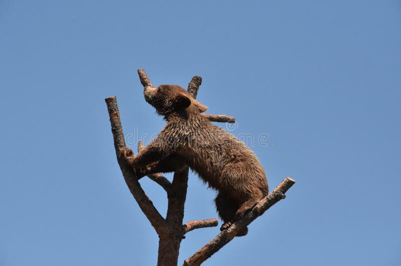 Brown Bear Floating on Its Back Holding a Branch Stock Image - Image of ...