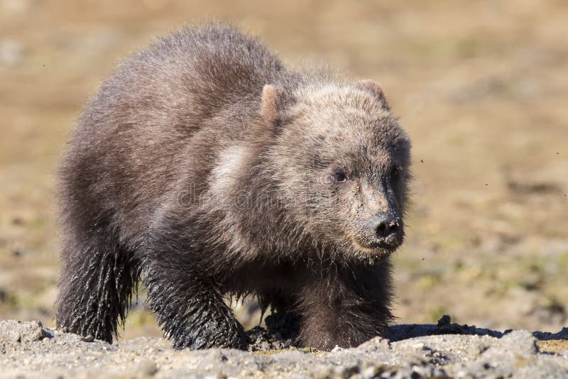 Brown Bear Cub Digging for Clams Stock Image - Image of digging ...