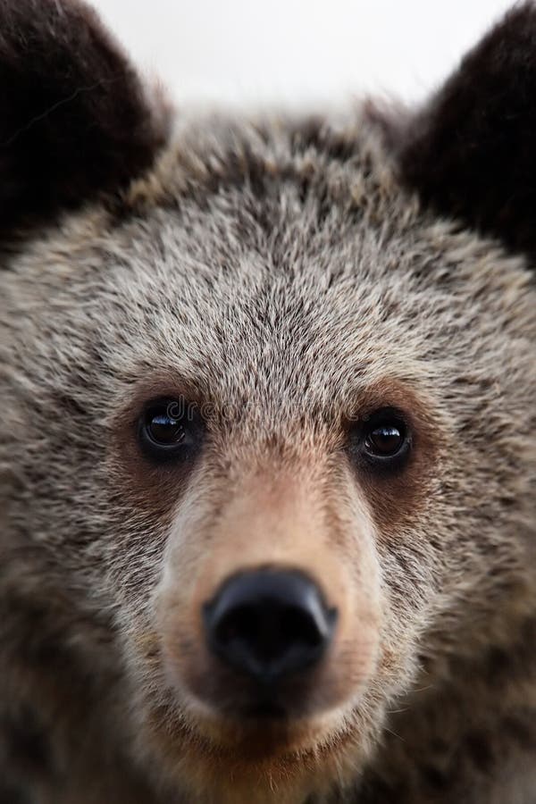Wild Brown Bear Cub Closeup Stock Photo - Image of park, baby: 117111660