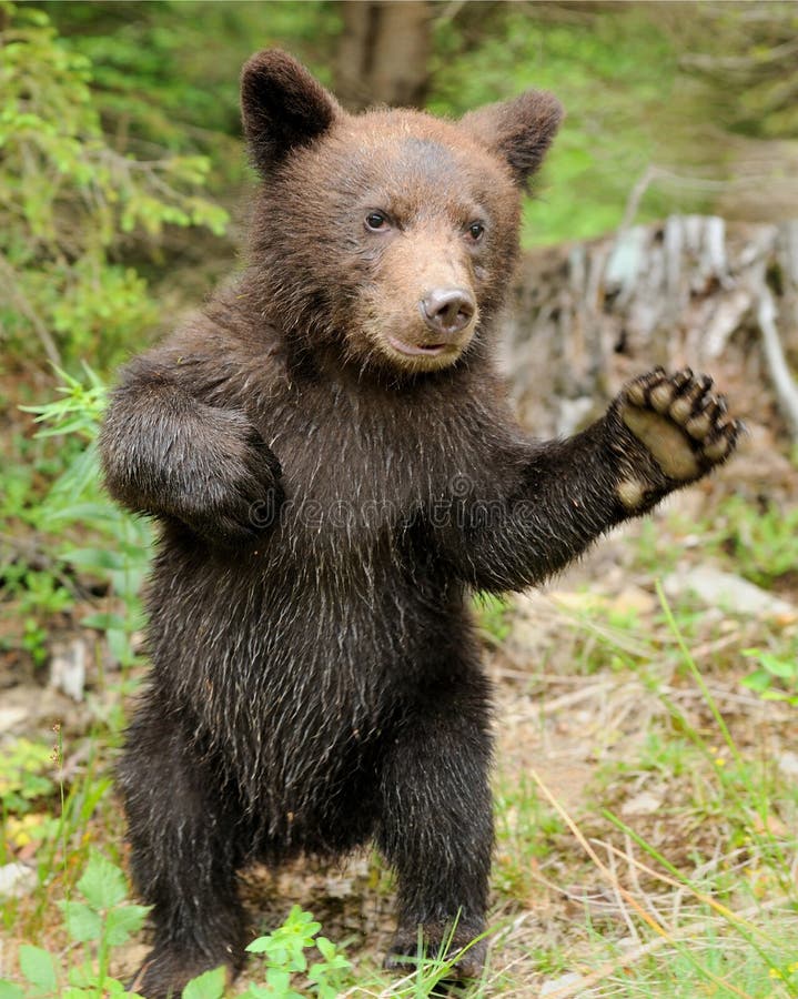 Brown bear cub stock photo. Image of primeval, funny - 32329688