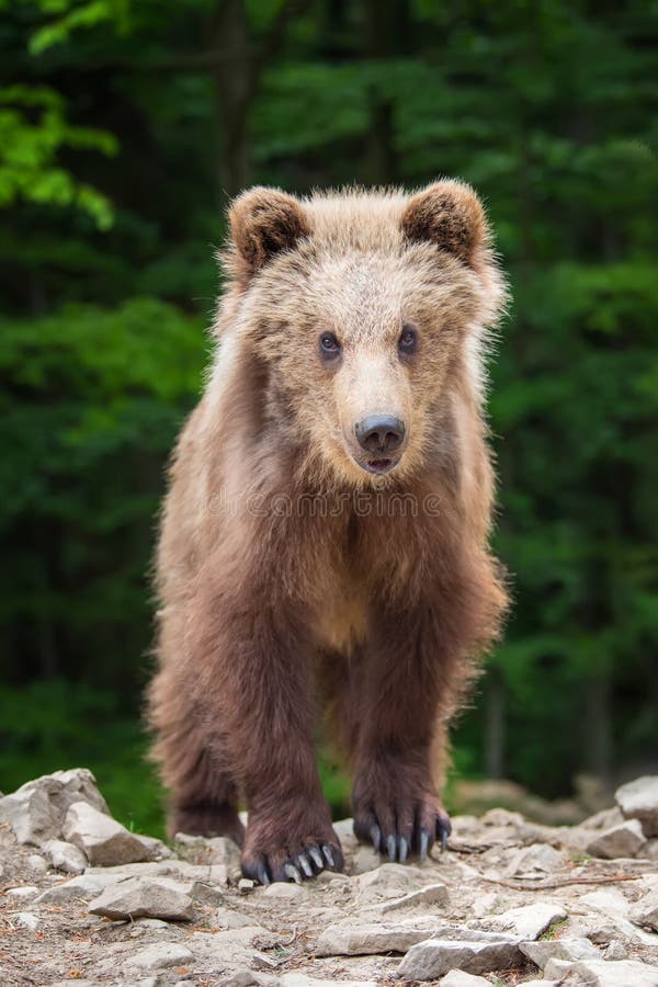 Brown Bear Cub in a Spring Forest Stock Photo - Image of nature, arctos ...