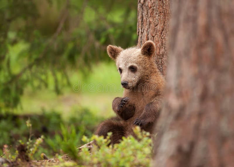 Sad bear cub stock photo. Image of life, kamchatka, landscape - 28838140