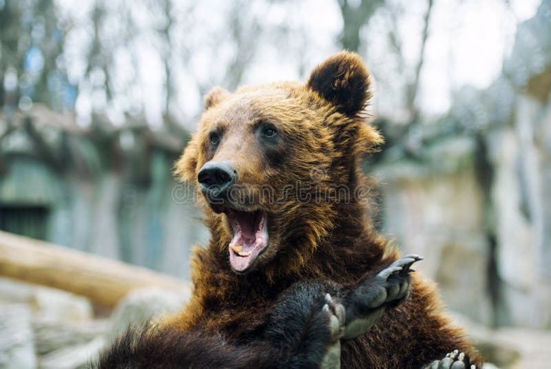 Brown Bear Cub Playing and Rolling in the Water Stock Image - Image of ...