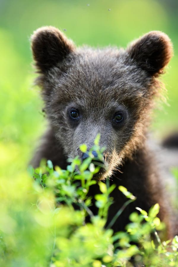 Brown bear cub portrait stock image. Image of summer - 194992929
