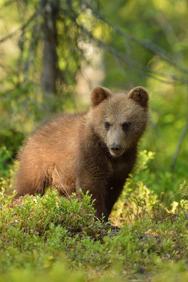 Brown bear cub stock photo. Image of sunny, wallpaper - 45370150