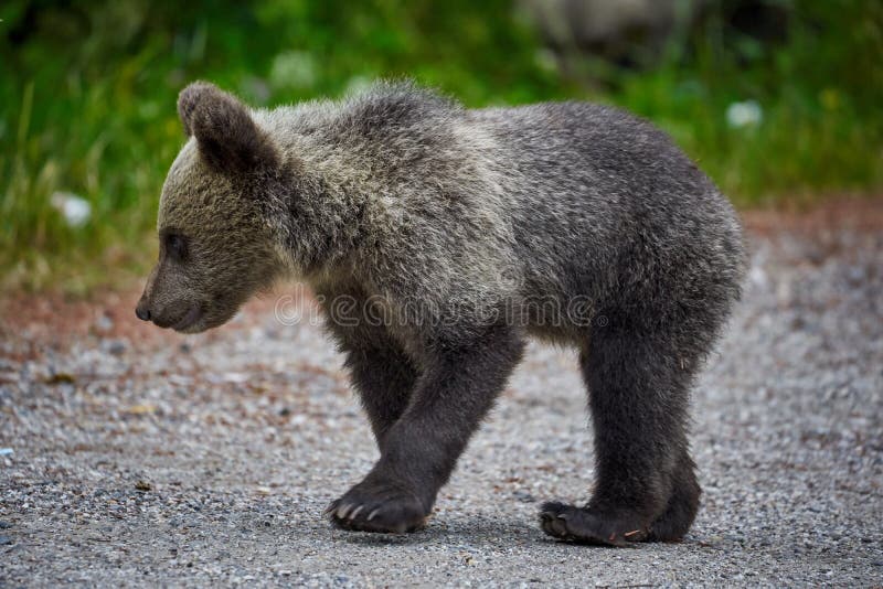 Brown bear cub stock image. Image of male, young, bear - 192228245