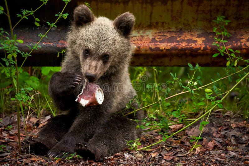 Brown bear cub stock image. Image of cute, bear, food - 192228271
