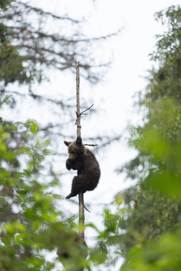 Brown Bear Cub Sitting Alone Sad on Top of a Thin Tree Stock Photo ...