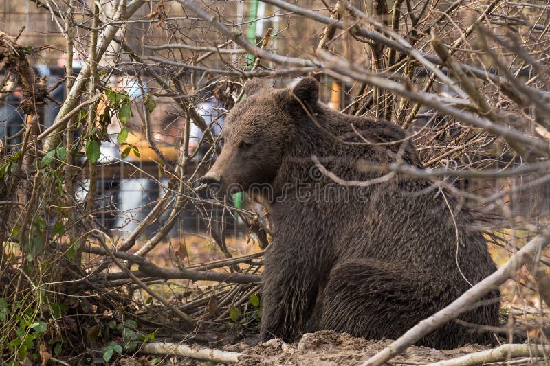 Brown Bear Hiding Behind Trees in a Sanctuary Stock Photo - Image of ...