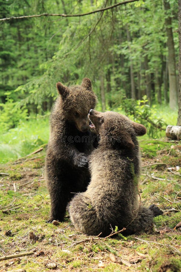 Brown bear cubs playing stock photo. Image of cute, chilling - 31632864