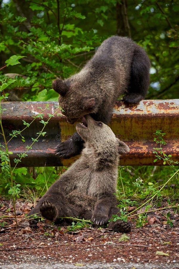 Brown bear cubs playing stock image. Image of cubs, male - 192228285