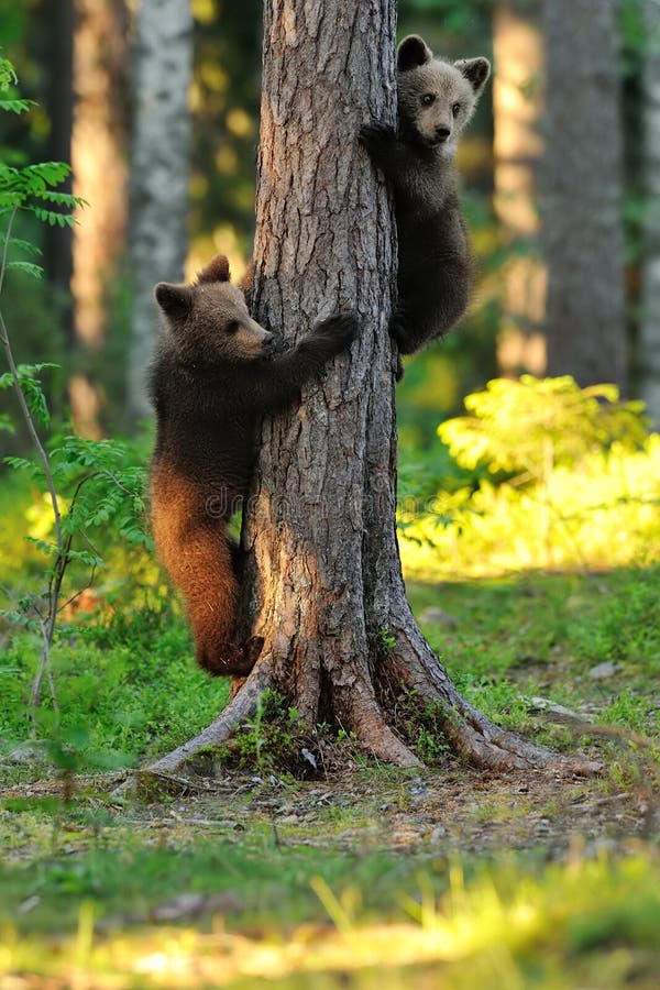 Brown Bear Cubs on a Tree at Summer Stock Image - Image of protection ...