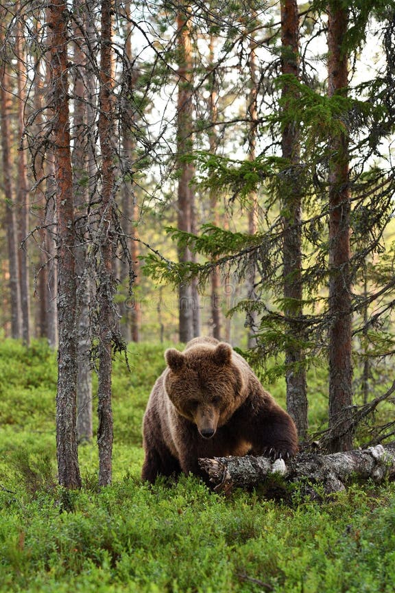 Brown Bear with Dead Tree Trunk Stock Image - Image of animal, male ...