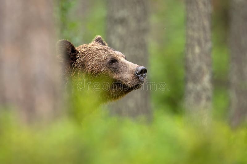 Brown Bear Deep Forest Scenery Stock Photos - Free & Royalty-Free Stock ...