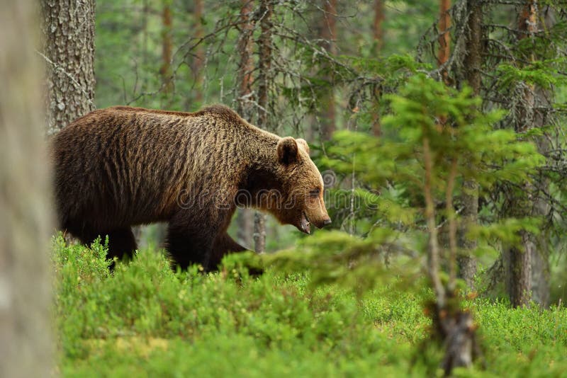 Brown Bear Deep in the Forest Stock Image - Image of bear, grizzly ...