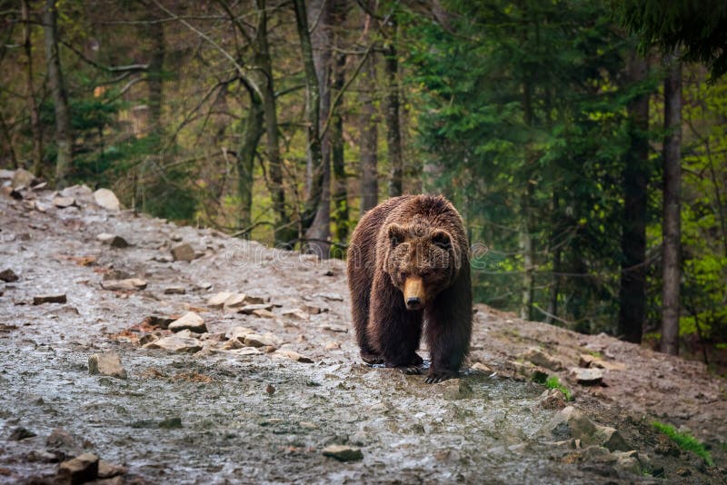 Brown Bear in a Dense Forest Stock Photo - Image of animals, nature ...