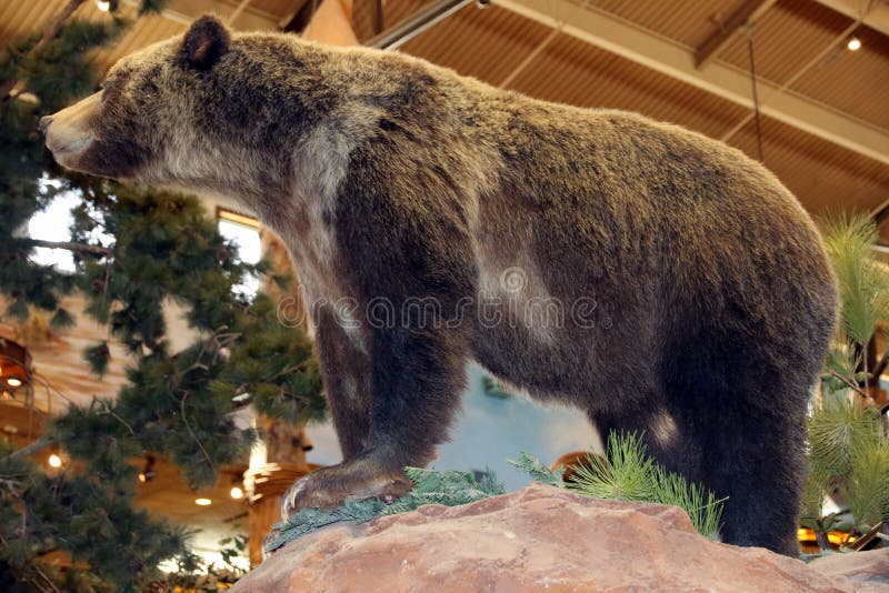 A brown bear display stock photo. Image of hairy, animal - 98656914