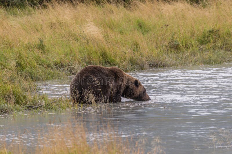 Grizzly Bear drinking stock photo. Image of drinking - 12310224