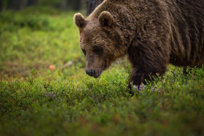 Brown Bear Eating Blueberries Stock Image - Image of arctos, border ...