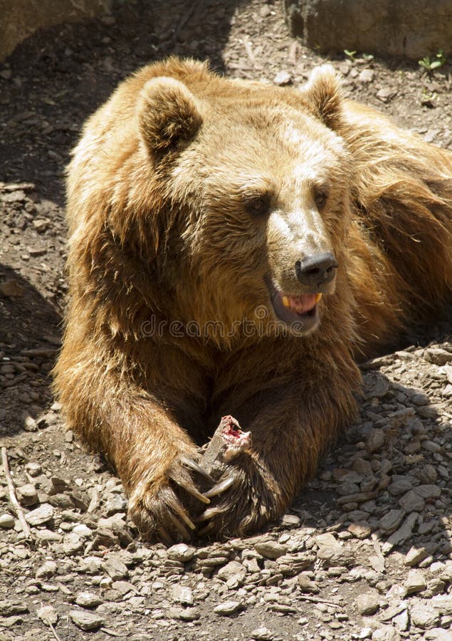 Brown bear eating meat stock photo. Image of nordic, powerful - 33058456