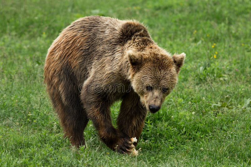 Brown bear eating meat stock photo. Image of rain, species - 33058456