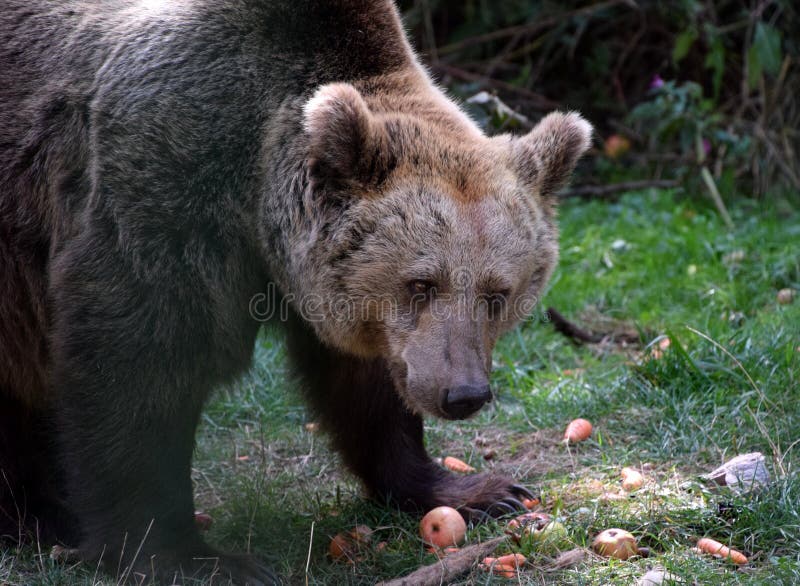 Big brown bear stock image. Image of animal, bear, alaska - 129273751