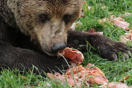 Brown bear eating meat stock photo. Image of rain, species - 33058456