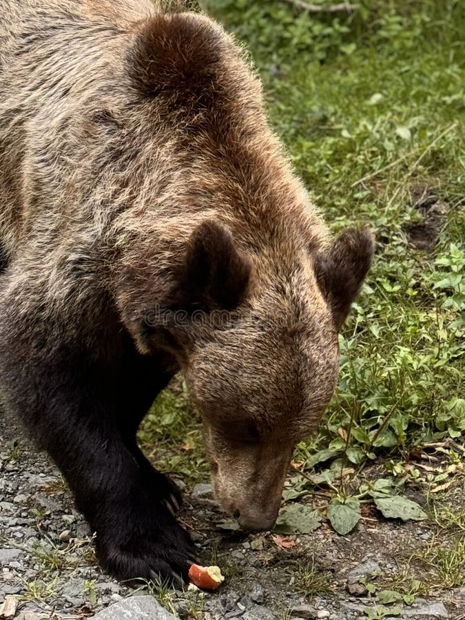 Brown bear eats an apple stock image. Image of eats - 337698275