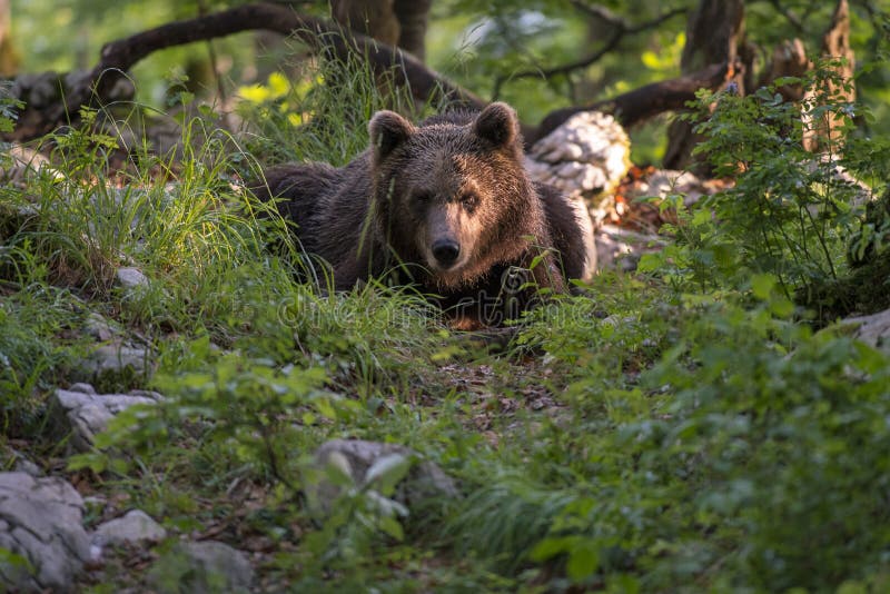 Brown bear eyes look stock photo. Image of isolated - 191583086