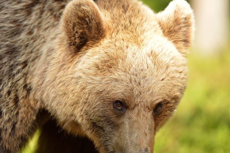 Brown bear eyes stock photo. Image of forest, danger - 45120072