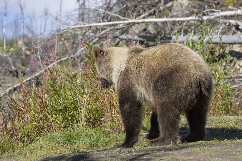 Brown Bear in Fall in Alaska Stock Photo - Image of omnivore, wyoming ...