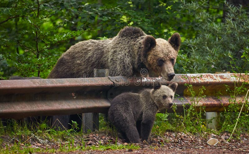 Brown Bear Female with Cubs at Roadside Stock Photo - Image of rails ...