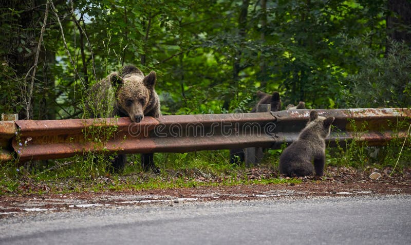 Brown Bear Female with Cubs at Roadside Stock Image - Image of cubs ...