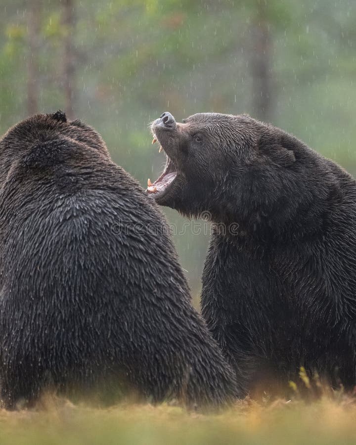 Brown Bear Fight in the Rain, Conflict Situation Stock Photo - Image of ...