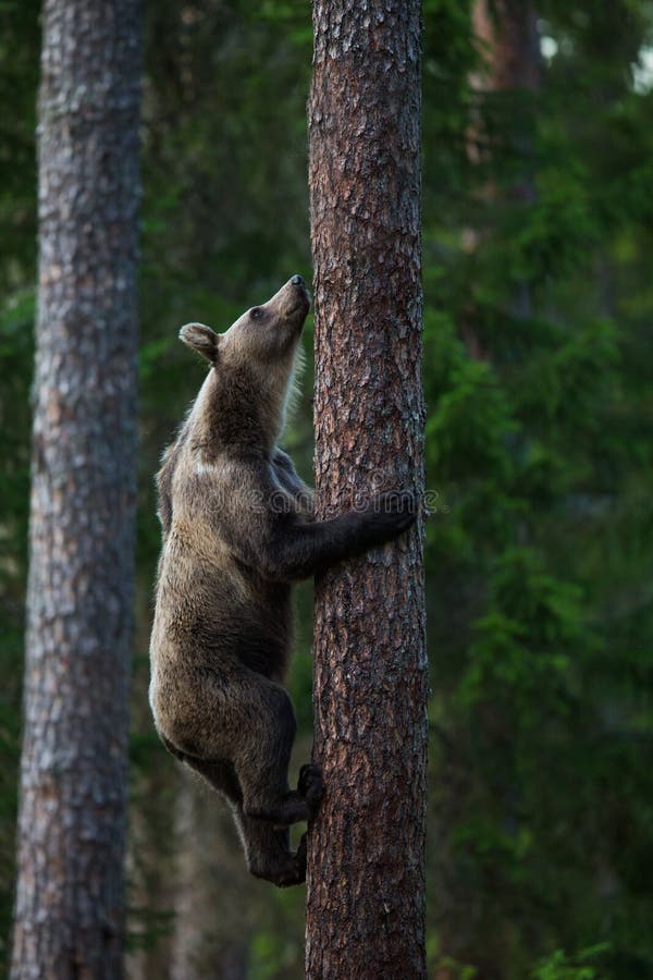 Brown Bear in Finland Forest Climbing Tree Stock Photo - Image of high ...