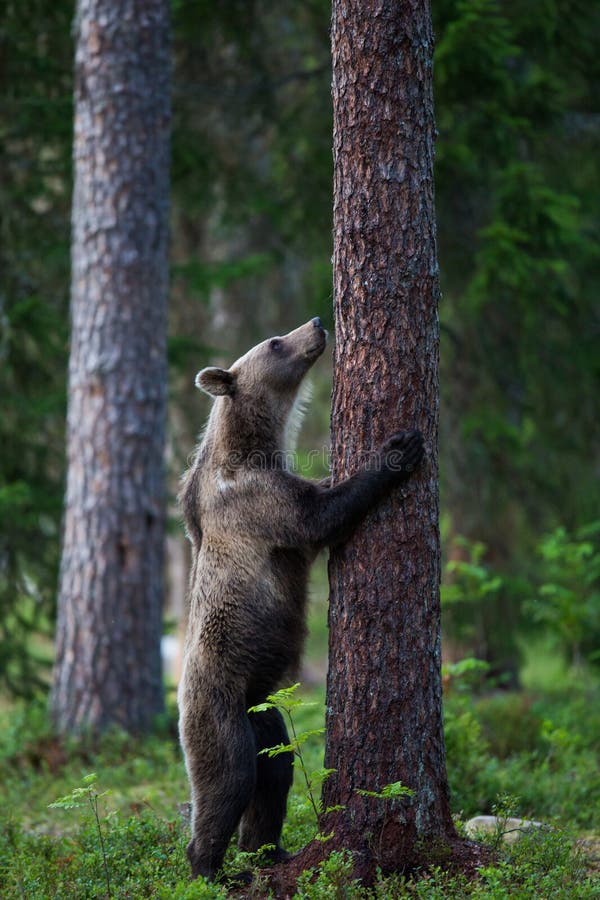 Brown Bear in Finland Forest Climbing Tree Stock Image - Image of ...
