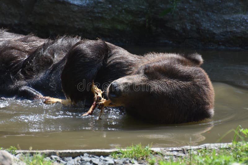 Brown Bear Floating on Its Back Holding a Branch Stock Image - Image of ...