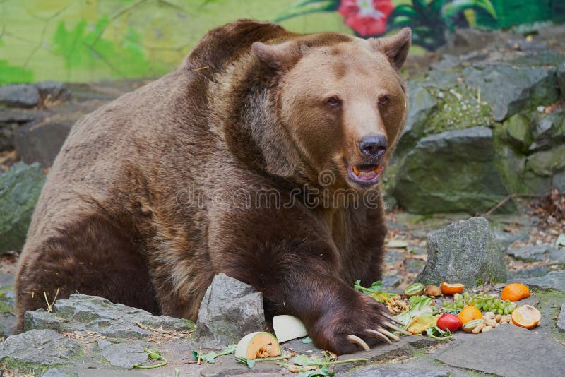 Brown bear and food stock image. Image of nature, food - 140904941