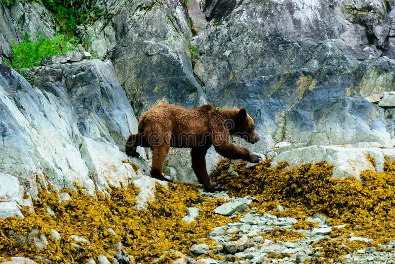 Brown bear foraging stock photo. Image of foraging, nature - 84963736