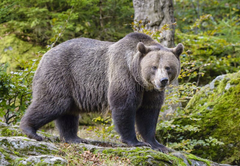 A brown bear in the forest stock image. Image of huge - 81290671
