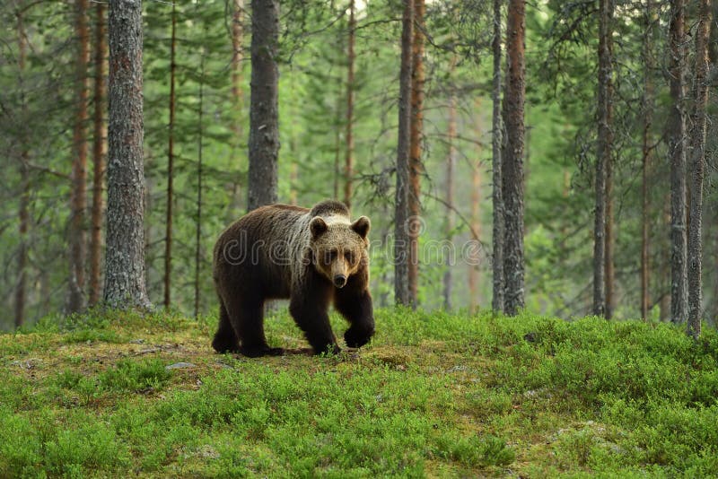 Brown Bear in a Forest Landscape Stock Photo - Image of wildlife ...