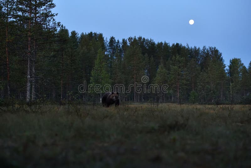 Brown Bear with the Full Moon in the Sky Stock Image - Image of mammal ...