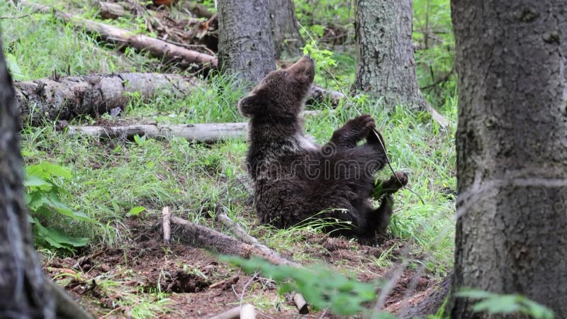 Brown Bear in Green Forest Playing with Tree Stock Footage - Video of ...