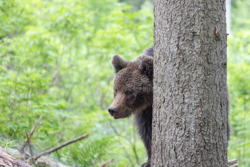 Brown Bear in Green Summer Forest Behind a Tree Stock Image - Image of ...
